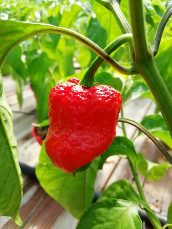 Trinidad Moruga Scorpion Red Hot Pepper - Golinucci Organic Srl