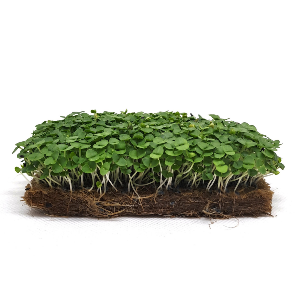 Microgreens seeds Archives - Golinucci Organic Srl